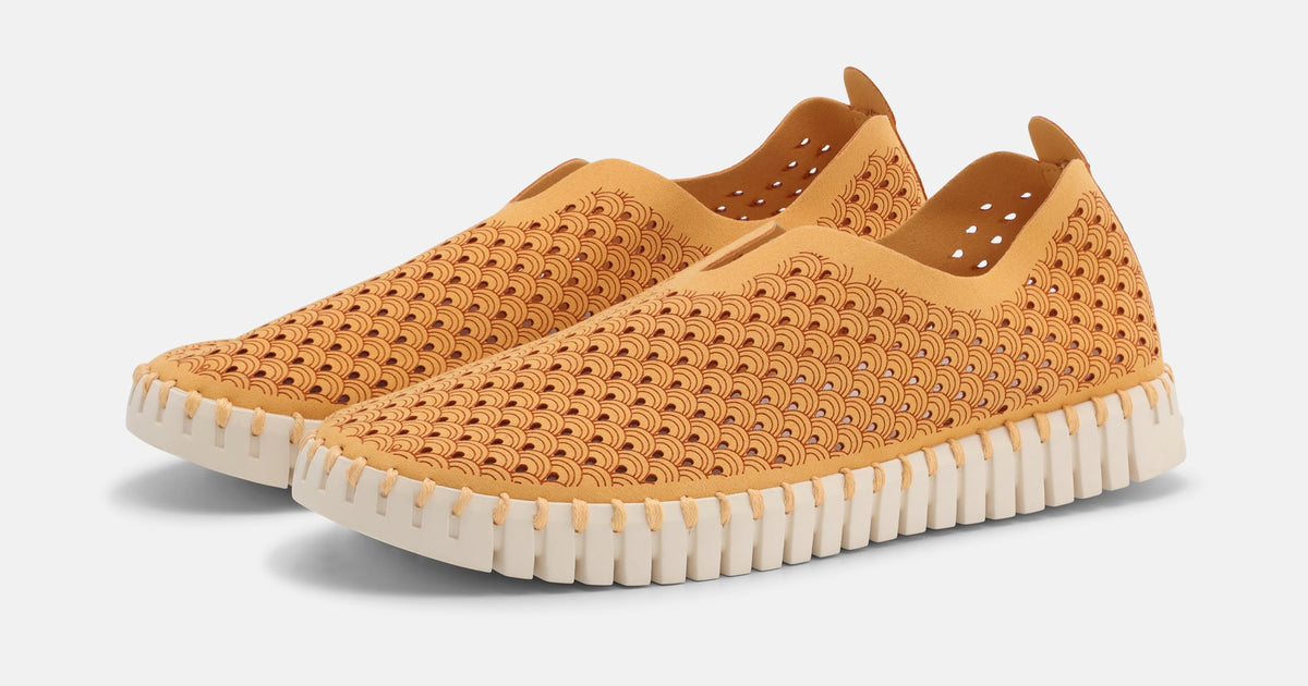 Tulip Skor - Golden Nugget